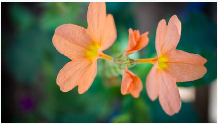 poo_flowers_Tamils_Two – சொல்வனம் | இதழ் 333 | 22 டிச 2024